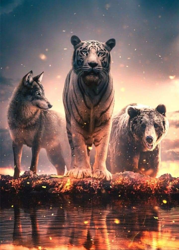 Leeuw Vs Tijger Vs Beer LION Vs TIGER | 5 KEY Differences! | Who Would
